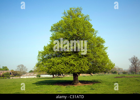 Common lime Stock Photo - Alamy