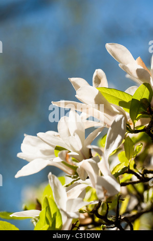 Delicate white Anise Magnolia flowers stand out against a vivid blue ...
