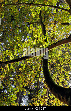 BALKAN MAPLE IN AUTUMN COLOURS, THE CHATEAU AND ARBORETUM OF HARCOURT ...