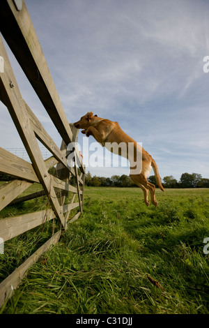 A dog jumping a gate Stock Photo - Alamy