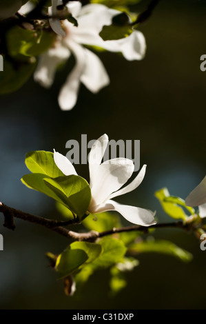 THE BACK OF MERRILL MAGNOLIA FLOWER MAGNOLIA X LOEBNERI MERRILL IN ...