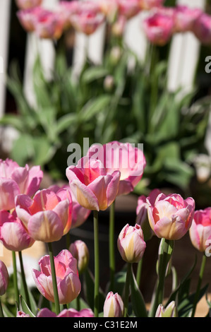 Triumph tulip 'New Design' in flower Stock Photo - Alamy