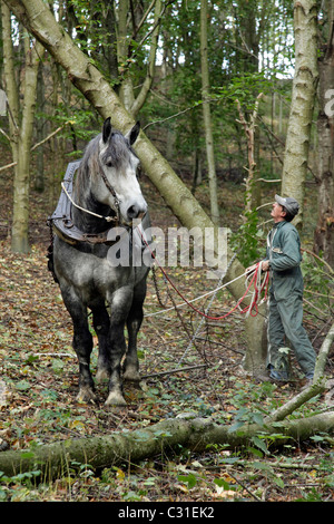 PERCHERON HORSES USED FOR THE LOGGING OF FOREST TIMBER, SAINT-JEAN ...