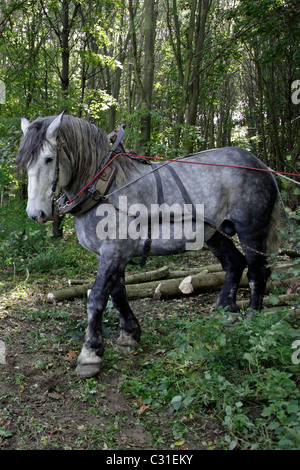 PERCHERON HORSES USED FOR THE LOGGING OF FOREST TIMBER Stock Photo ...