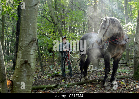 PERCHERON HORSES USED FOR THE LOGGING OF FOREST TIMBER, SAINT-JEAN ...