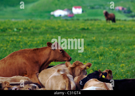 ICELANDIC COWS IN A MEADOW ON THE SOUTHERN COAST OF ICELAND, EUROPE ...