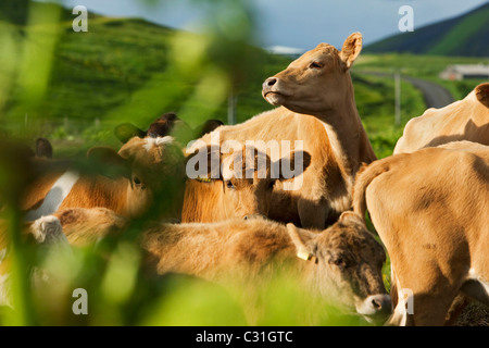 ICELANDIC COWS IN A MEADOW ON THE SOUTHERN COAST OF ICELAND, EUROPE ...