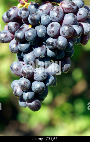 Black currant and grapes jelly on gray concrete background. top view ...