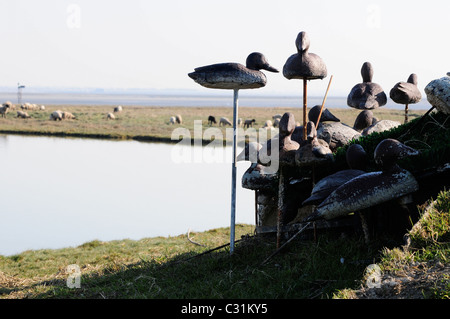 Fake Plastic Ducks for Hunting Stock Photo - Alamy