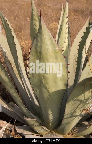 Detail of a wild agave plant in found in a hill in central Mexico Stock ...