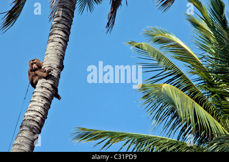 MONKEY TRAINED TO CLIMB THE COCONUT TREES AND GATHER COCONUTS, BANG ...