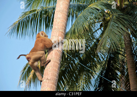 MONKEY TRAINED TO CLIMB COCONUT TREES TO GATHER THE FRUIT, BANG SAPHAN ...