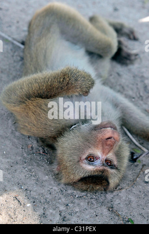 MONKEY TRAINED TO CLIMB COCONUT TREES TO GATHER THE FRUIT, BANG SAPHAN ...
