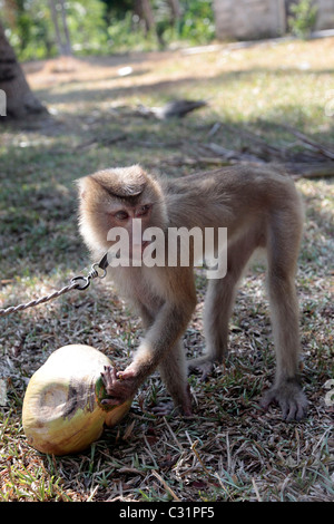 MONKEY TRAINED TO CLIMB COCONUT TREES TO GATHER THE FRUIT, BANG SAPHAN ...