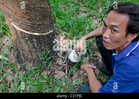 A rubber tree 'bleeding' its white liquid sap, which is a raw material ...
