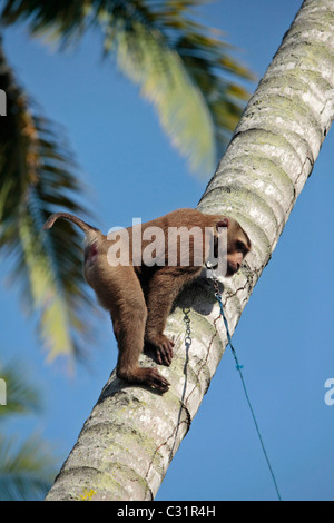 TRAINED MONKEY CLIMBING A COCONUT TREE TO PICK COCONUTS, BANG SAPHAN ...
