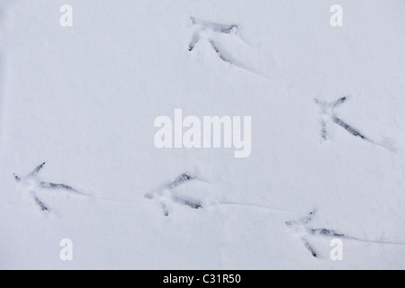 Pheasant Footprints; Snow; Winter; UK Stock Photo - Alamy