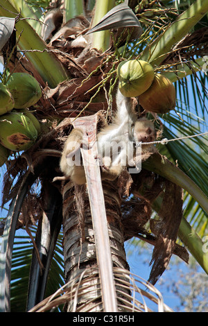TRAINED MONKEY CLIMBING A COCONUT TREE TO PICK COCONUTS, BANG SAPHAN ...