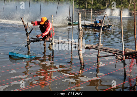 SEA SHRIMP FARM, AQUACULTURE, PART OF THE LOCAL ECONOMY IN THE REGION ...