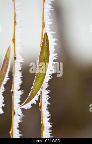 Ice crystal on the branches of a willow reflected in the water of the ...