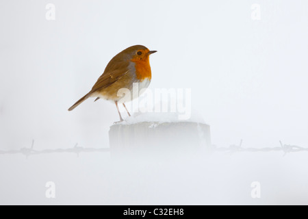 Robin puffed up against the cold perches by a snowy hillside in The ...