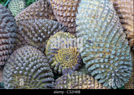 Thunberg's Cycad (Encephalartos longifolius) collection of cones ...