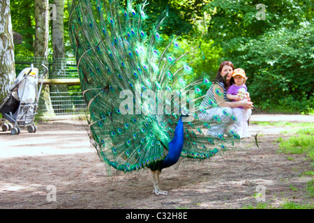 Peacock, Pavo cristatus, mother animal, fledgling, side view, meadow ...