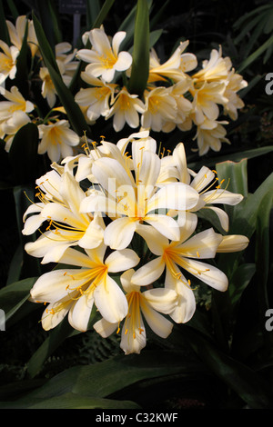 CLIVIA MINIATA CITRINA. NATAL LILY. BUSH LILY Stock Photo - Alamy