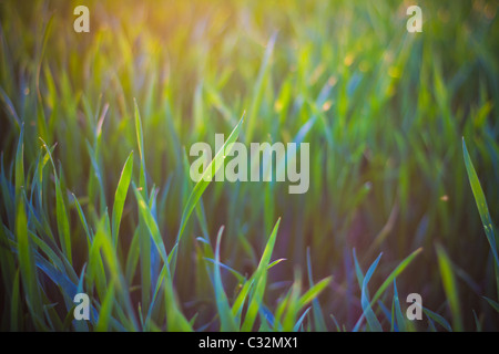Hazy field in sunshine, UK. Sprouting wheat grass Stock Photo - Alamy