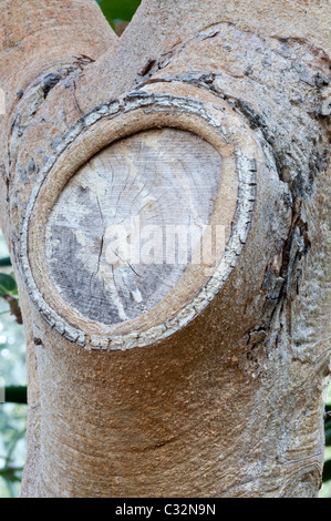 Mountain Rock Fig (Ficus glumosa) bark Kirstenbosch National Botanical ...
