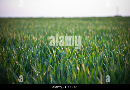 Hazy field in sunshine, UK. Sprouting wheat grass Stock Photo - Alamy
