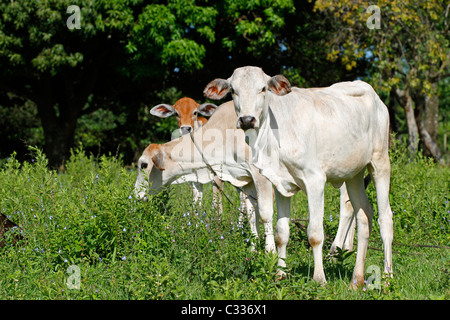 Cattle farming in Paraguay Stock Photo - Alamy