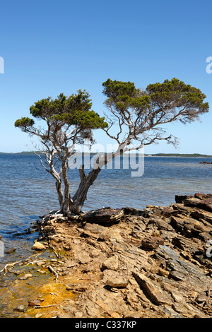 Paper bark Tree and Coastline, Broke Inlet, Southwest Australia Stock ...