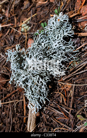Dried moss on tree branch Stock Photo - Alamy