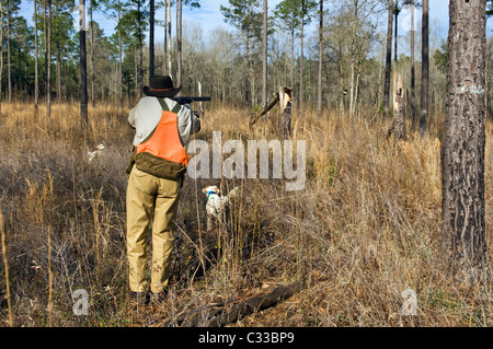 Flushing Quail, Upland Hunter and English Setter on Point during Quail ...