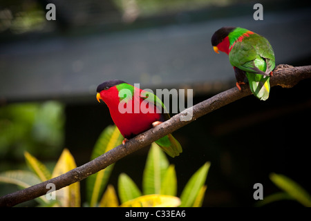 Collared Lory, Kula Bird, Phigysis solitarius, Kaka, Kula Eco Park ...