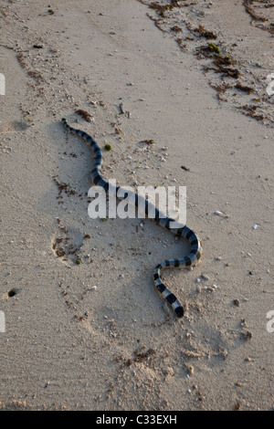 Banded sea snake, Viti Levu; Fiji; beach Stock Photo - Alamy