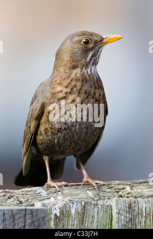 Blackbird Turdus merula (Turdidae) Female Perched Stock Photo - Alamy
