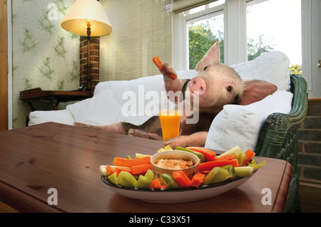 * Greedy Pigs Cheeky pigs live up to their greedy reputation in this ...