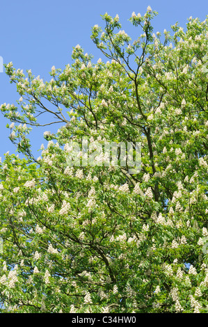 Horse chestnut tree in blossom in the Cotswold village of Laverton ...