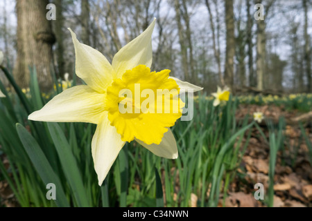 Native British wild Daffodil Stock Photo - Alamy