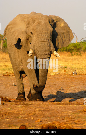African elephant (Loxodonta africana) runs through water, waterhole ...
