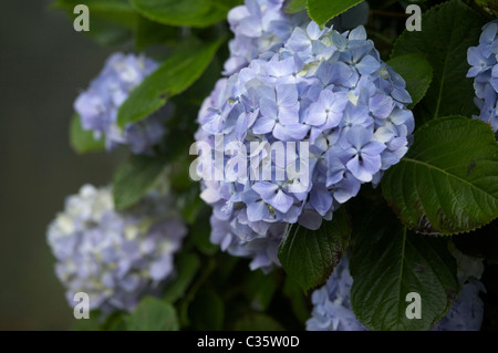Hydrangea flower, Terceira, Azores Island, Portugal, Europe Stock Photo ...