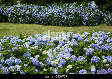 Hydrangea flower, Terceira, Azores Island, Portugal, Europe Stock Photo ...