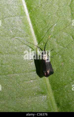 Longhorn Micro Moth, Cauchas fibulella (Adela fibulella), Adelidae ...