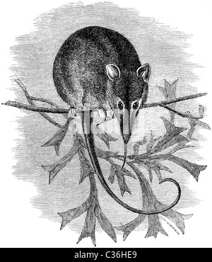 Honey Possum (Tarsipes rostratus), Noolbenger marsupial family ...