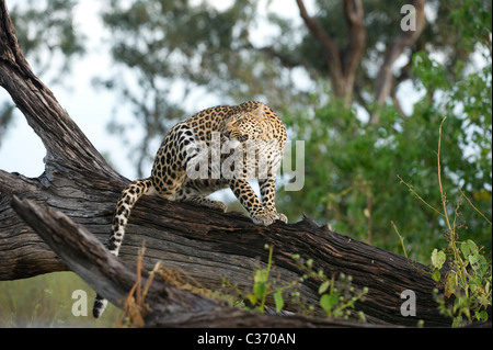Female African leopard scratching tree, Exeter Private Game Reserve ...