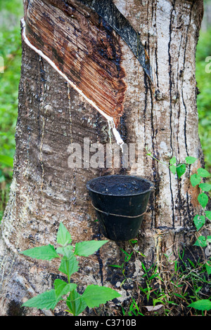 Collecting latex from a rubber tree in the Western Ghats, Kerala Stock ...