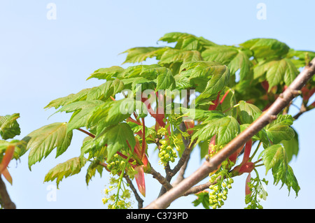 Budding maple leaves, spring time, UK Stock Photo - Alamy