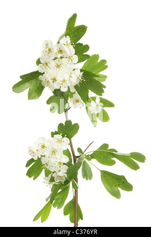 May blossom, Spring flowers and leaves of a hawthorne tree isolated ...